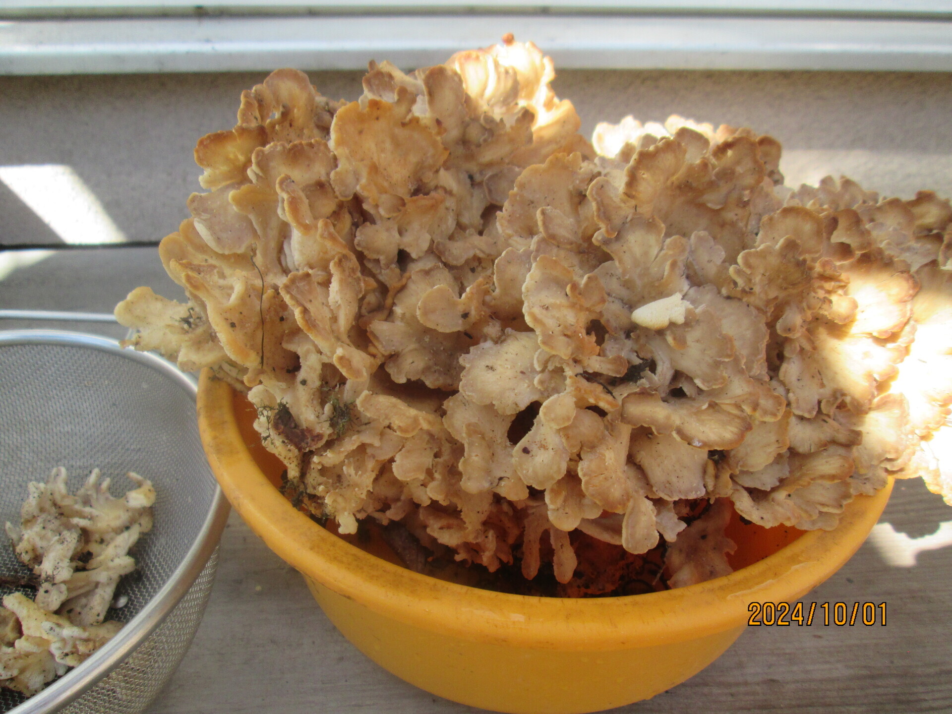 またまた舞茸が来た～あ！: 津軽の野球小僧日記